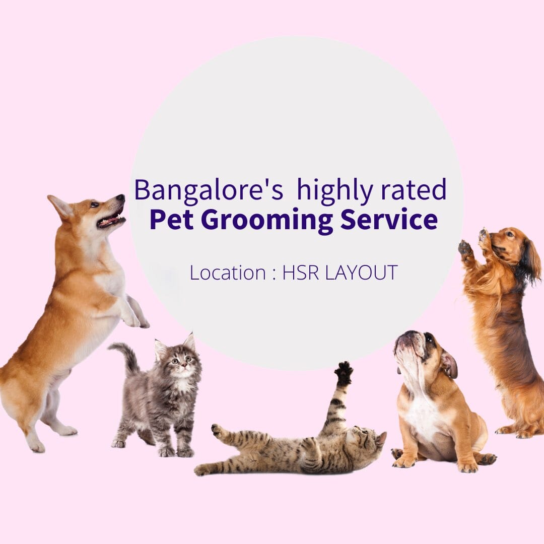 Book Pet Grooming Online | Grooming Appointment Online | PawsnCollars