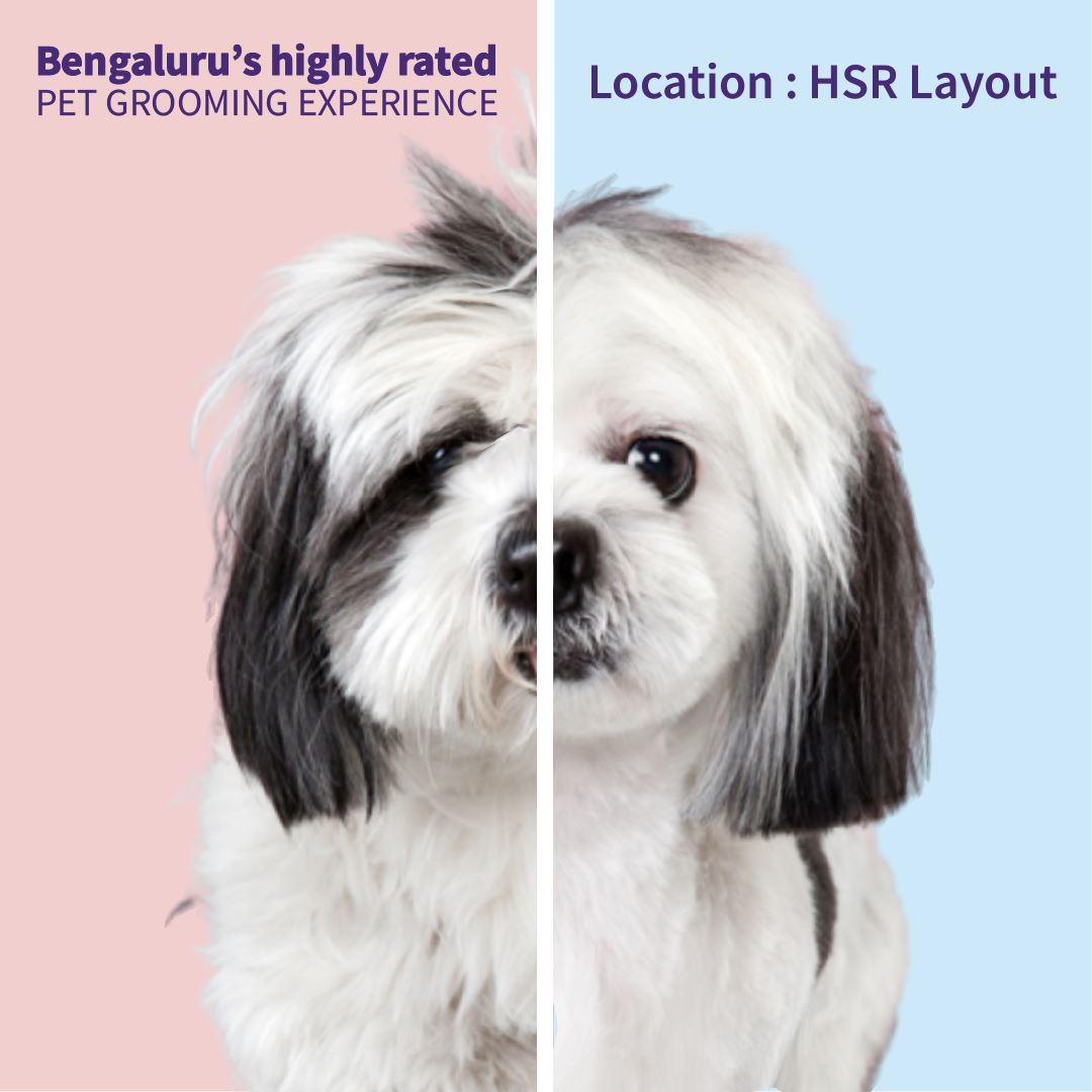 Book Pet Grooming Online | Grooming Appointment Online | PawsnCollars